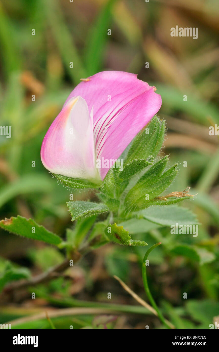 Restharrow - Ononis repens Stock Photo - Alamy