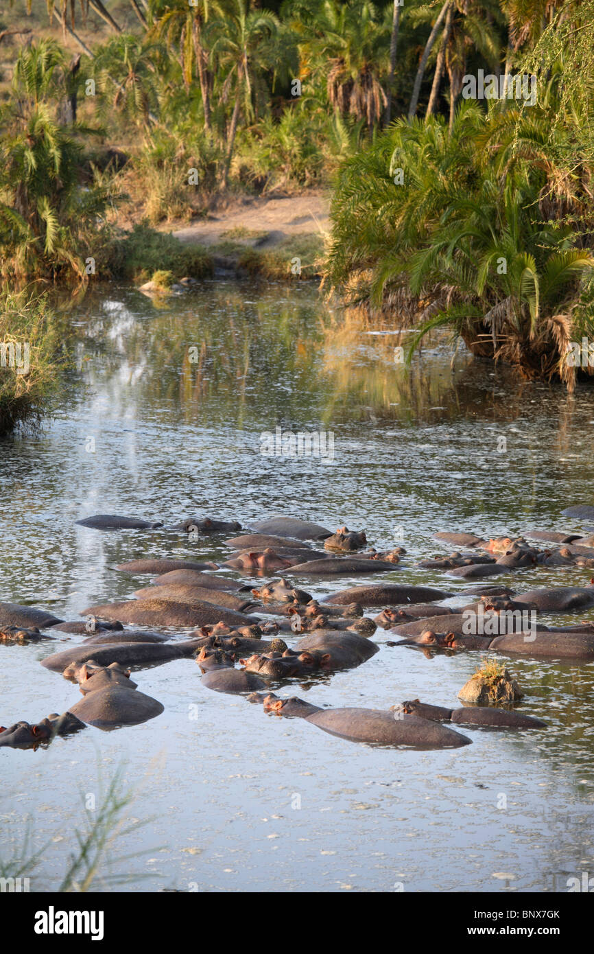 African hippopotamus amphibian amphibious hi-res stock photography and ...
