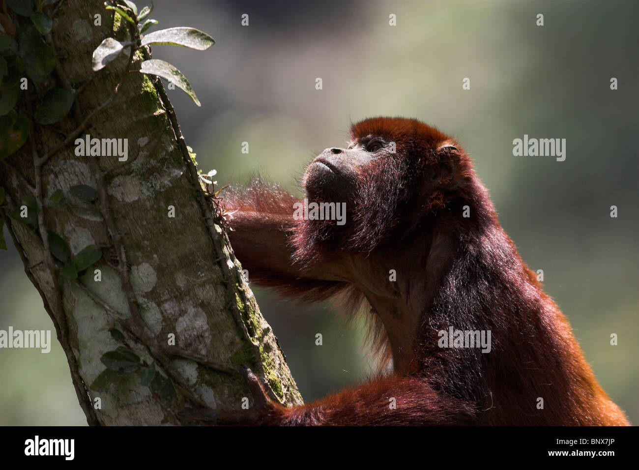 Red Howler monkey (Aloutta seniculus) climbing tree, Henri Pittier ...