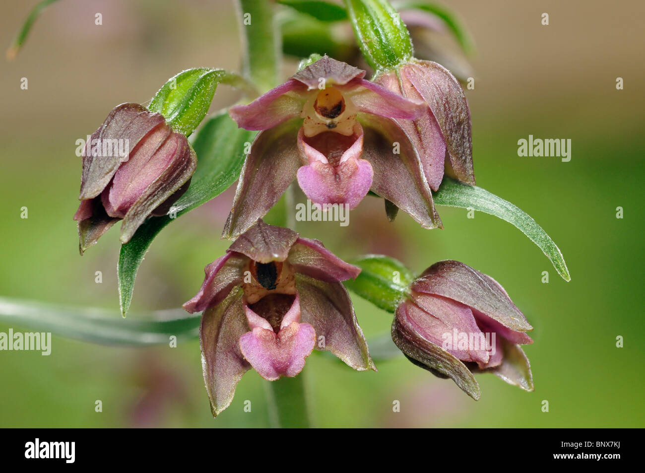 Broad-leaved Helleborine - Epipactis helleborine Stock Photo - Alamy