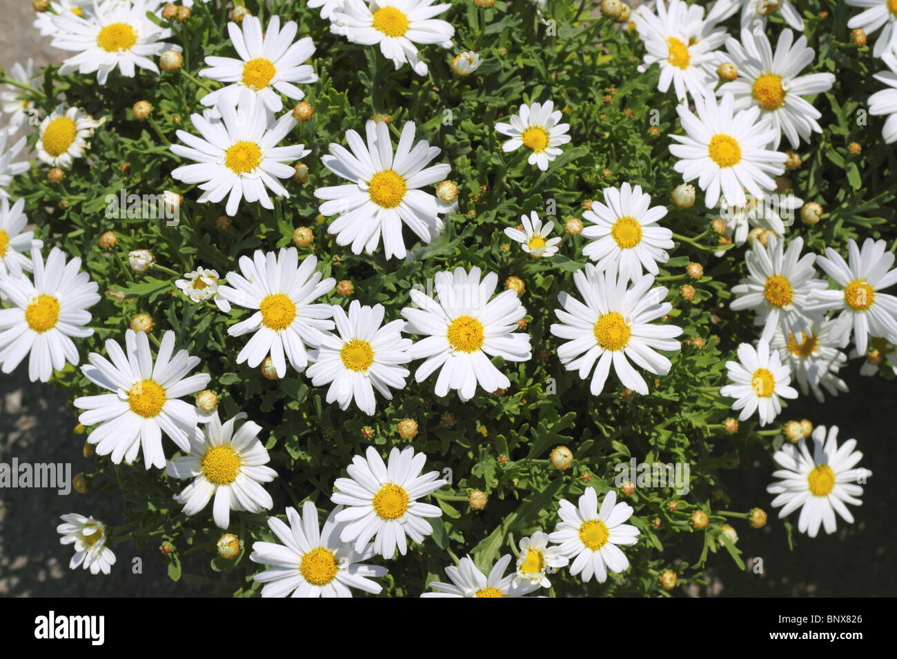 daisy flowers in yellow white garden spring Stock Photo - Alamy