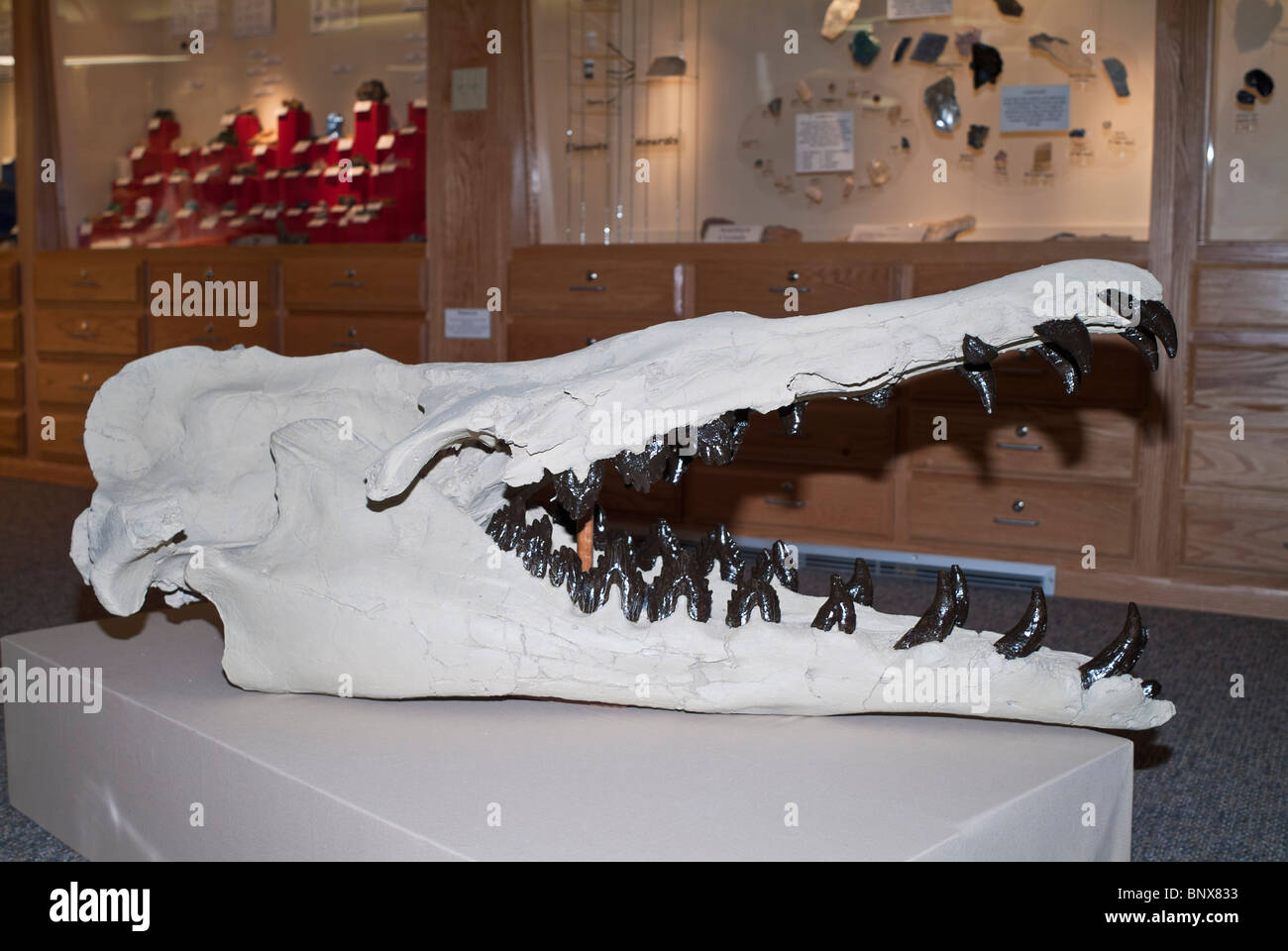 Zeuglodon (Basilosaurus cetoides), Eocene whale, Tate Museum, Casper ...