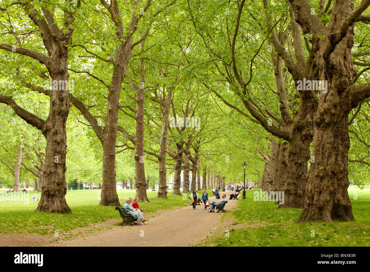 Foothpath and Avenue of Trees, Green Park, London, England Stock Photo ...