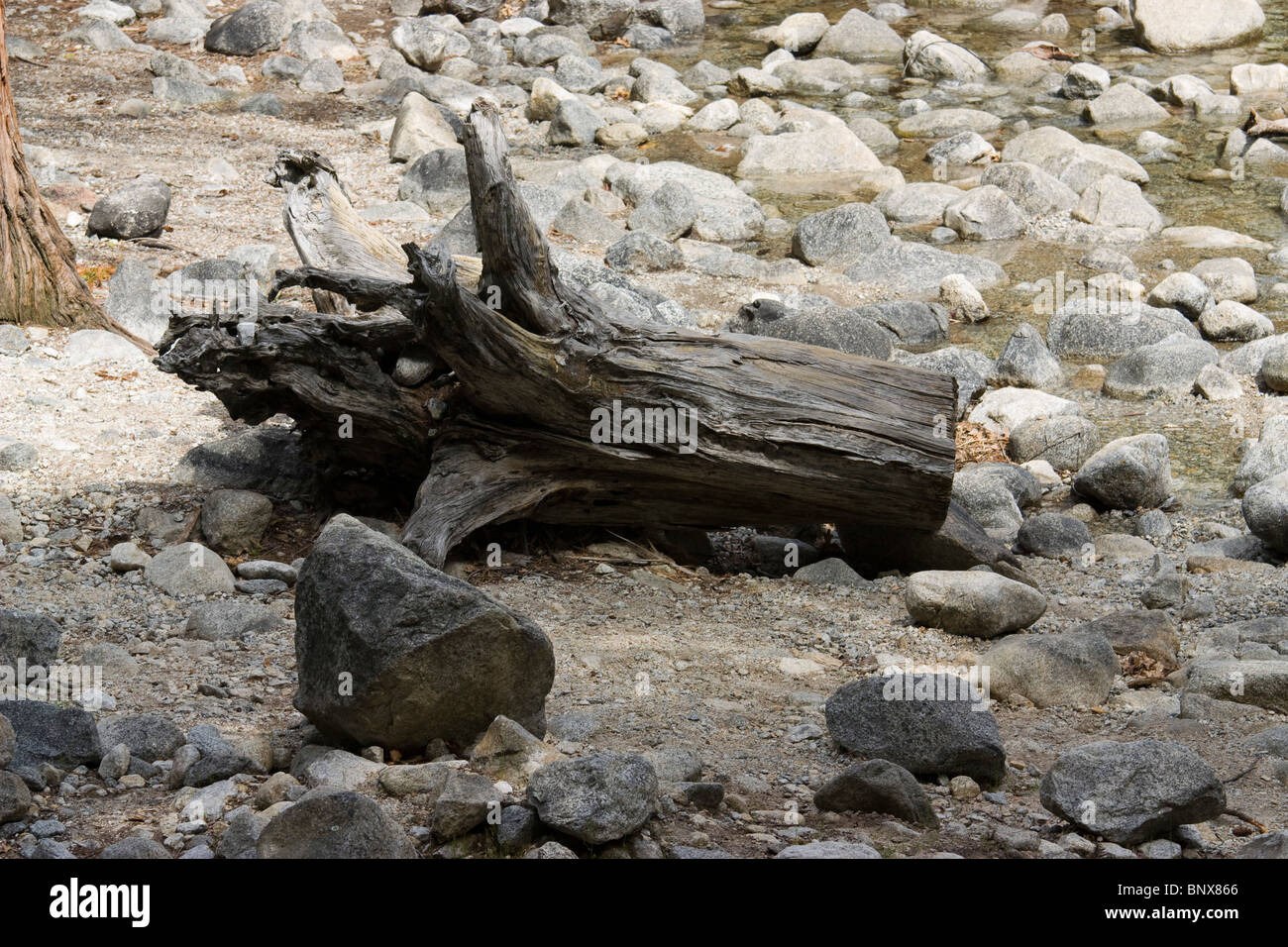 Dry piece of a tree in Yosemite park Stock Photo - Alamy