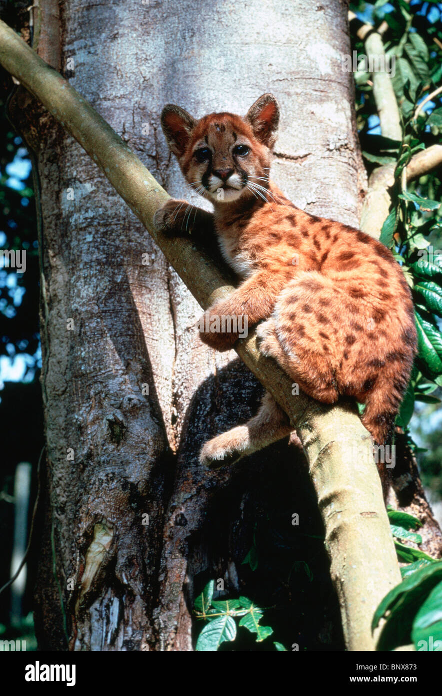 Young ocelot in tree, Colombia Stock Photo - Alamy