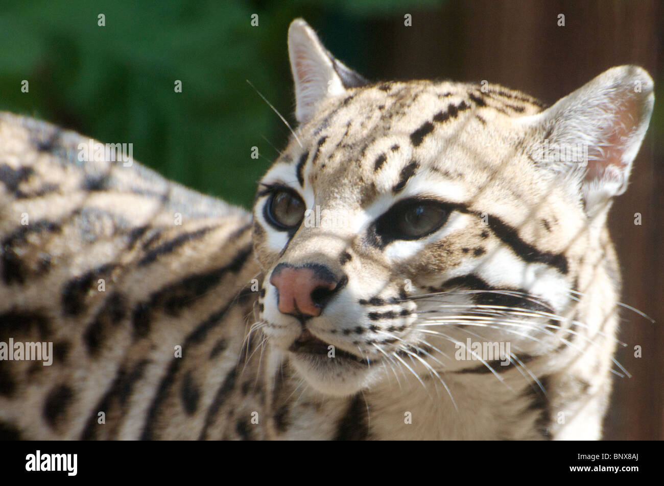 Female ocelot hi-res stock photography and images - Alamy