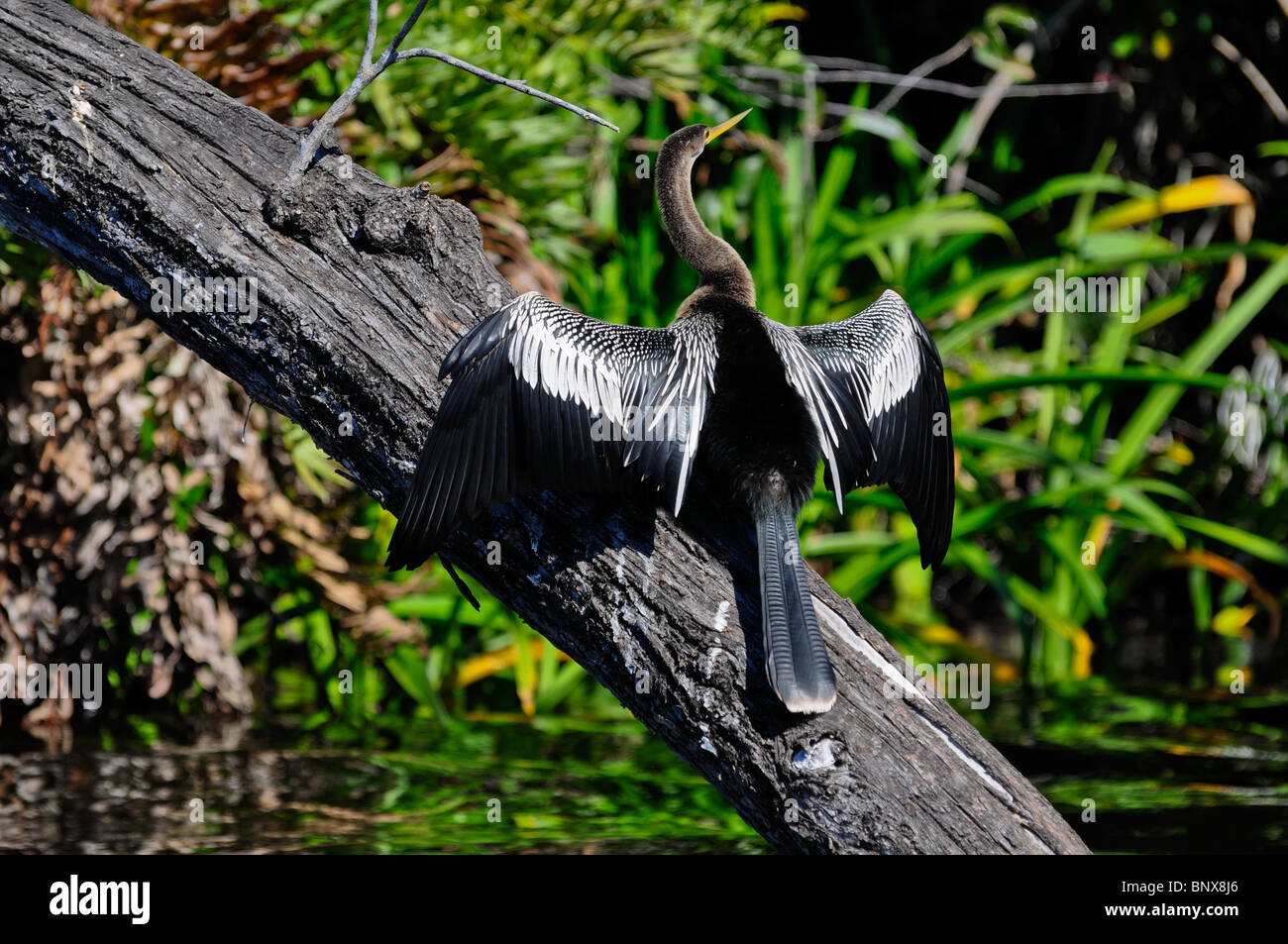 Pictured is an Anhinga, also known as the Snake-bird, drying her wings ...