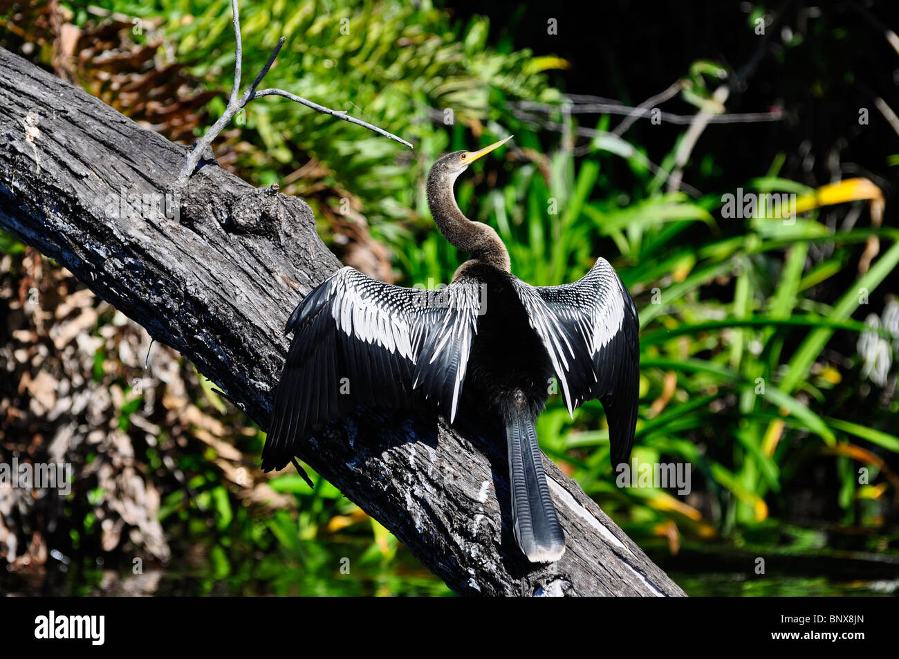 Pictured is an Anhinga, also known as the Snake-bird, drying her wings ...