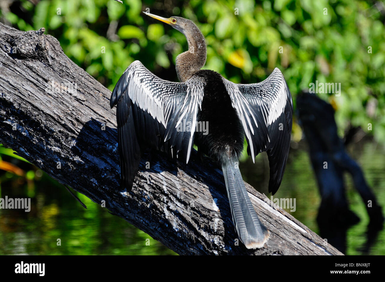 Pictured is an Anhinga, also known as the Snake-bird, drying her wings ...