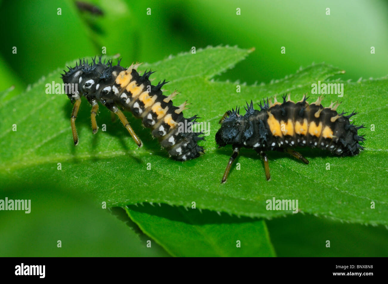Most common british ladybird hi-res stock photography and images - Alamy
