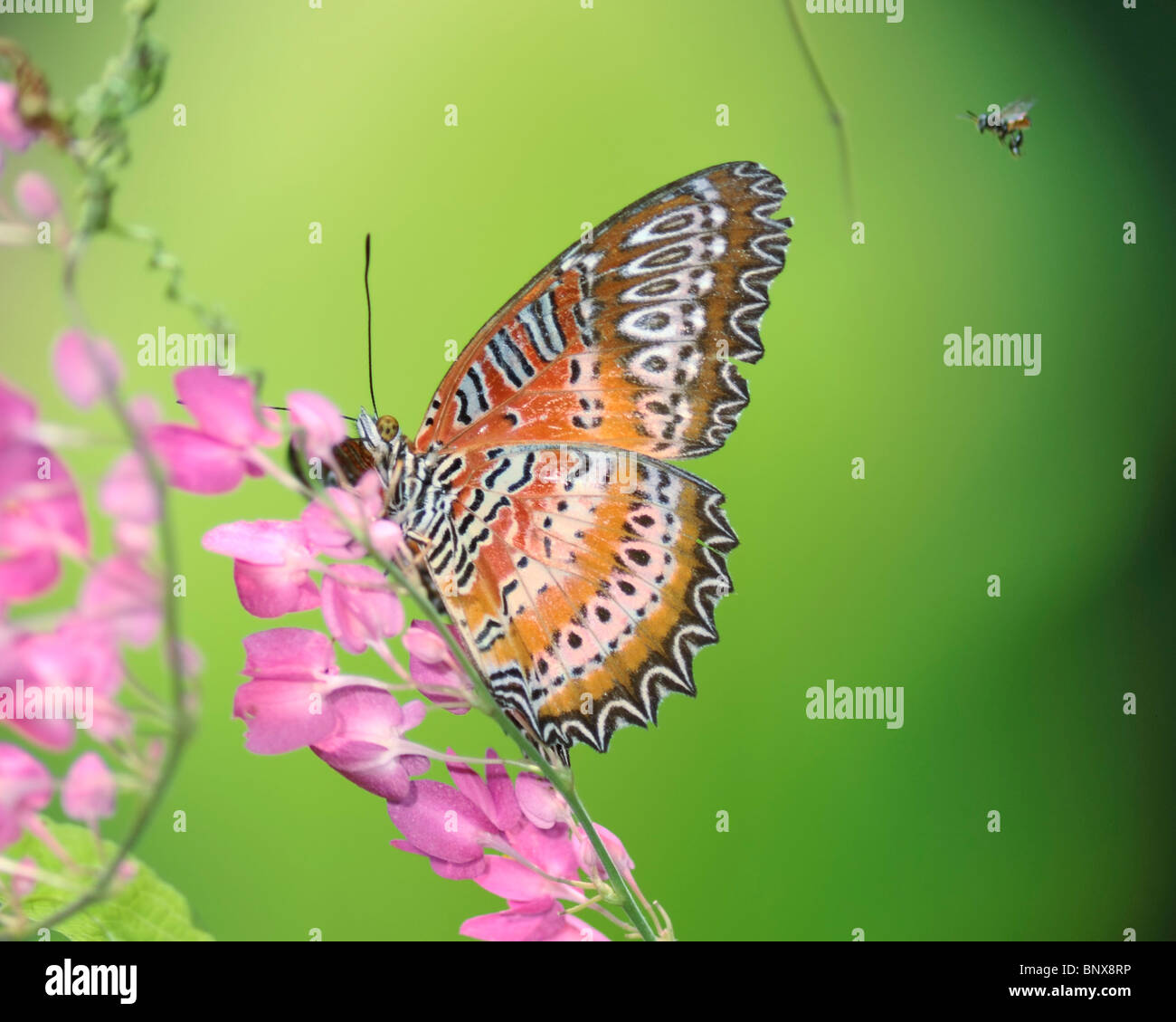 Malay lacewing butterfly hi-res stock photography and images - Alamy