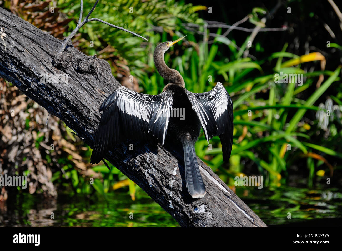 Pictured is an Anhinga, also known as the Snake-bird, drying her wings ...