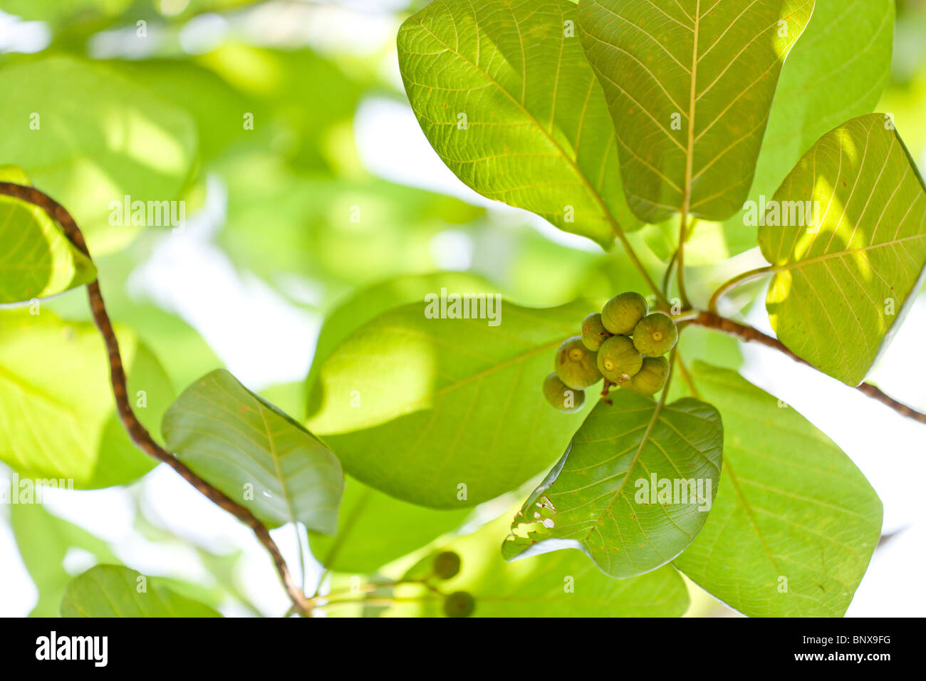 tropical wild figs on ficus tree, food for monkeys! Stock Photo - Alamy