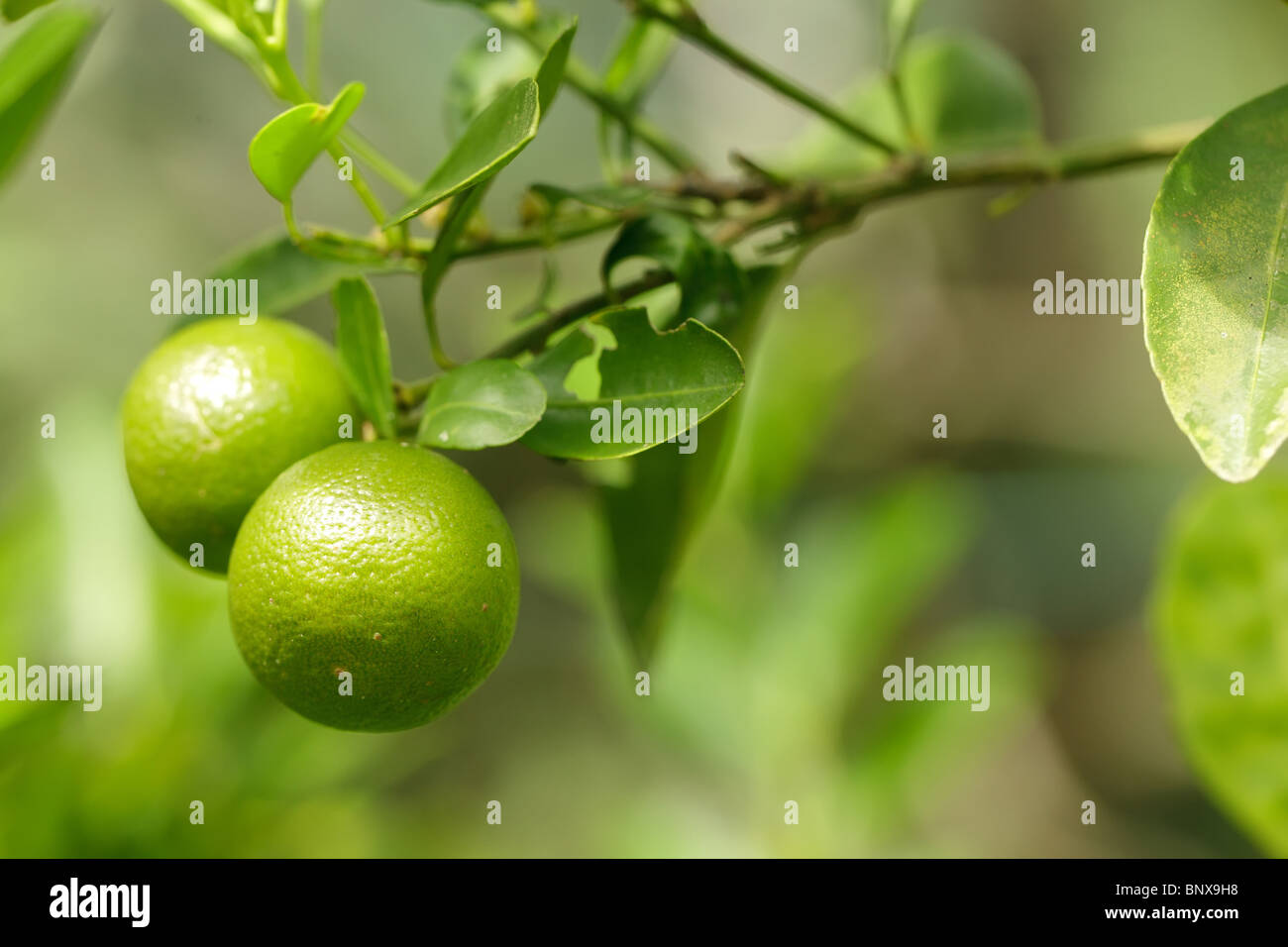 Green oranges hi-res stock photography and images - Alamy