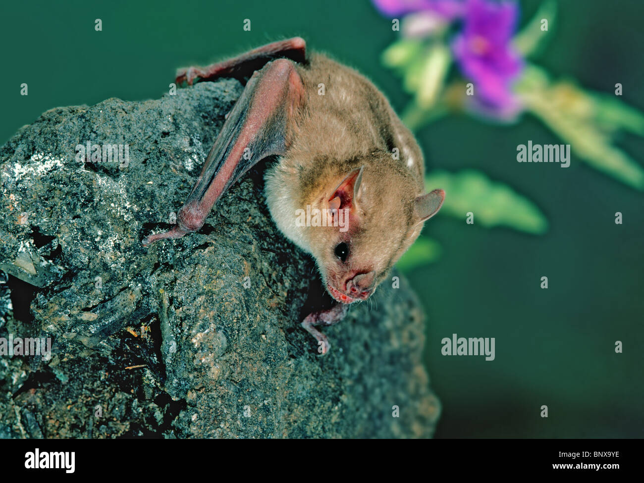Lily's Yellow-shouldered Bat Stock Photo - Alamy