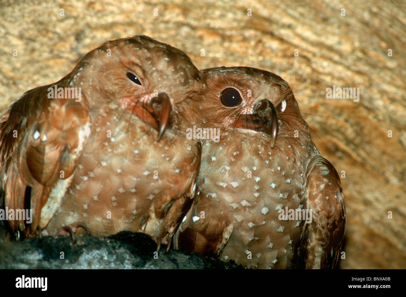 Oilbird Stock Photo - Alamy