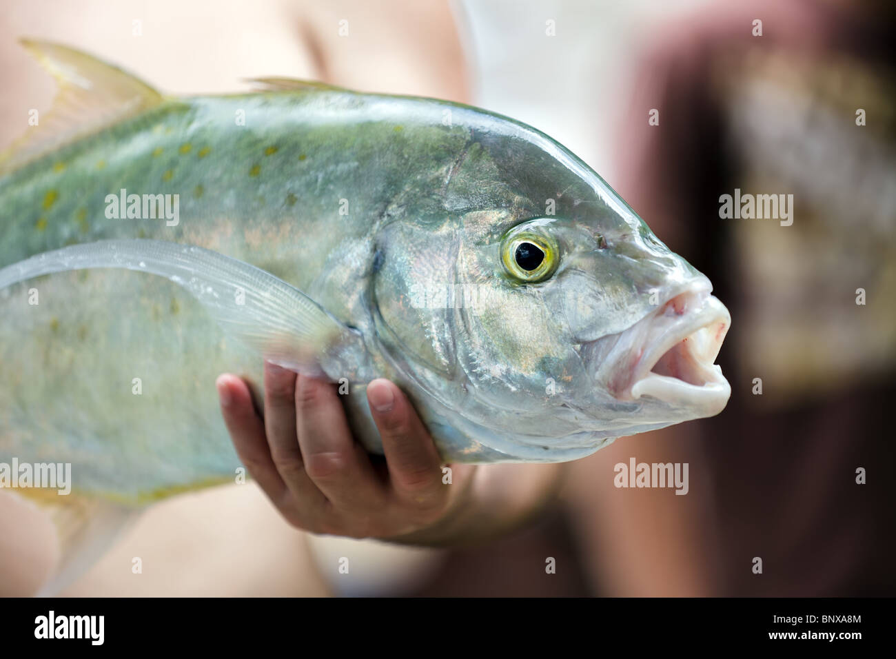 Big mouth fish hi-res stock photography and images - Alamy