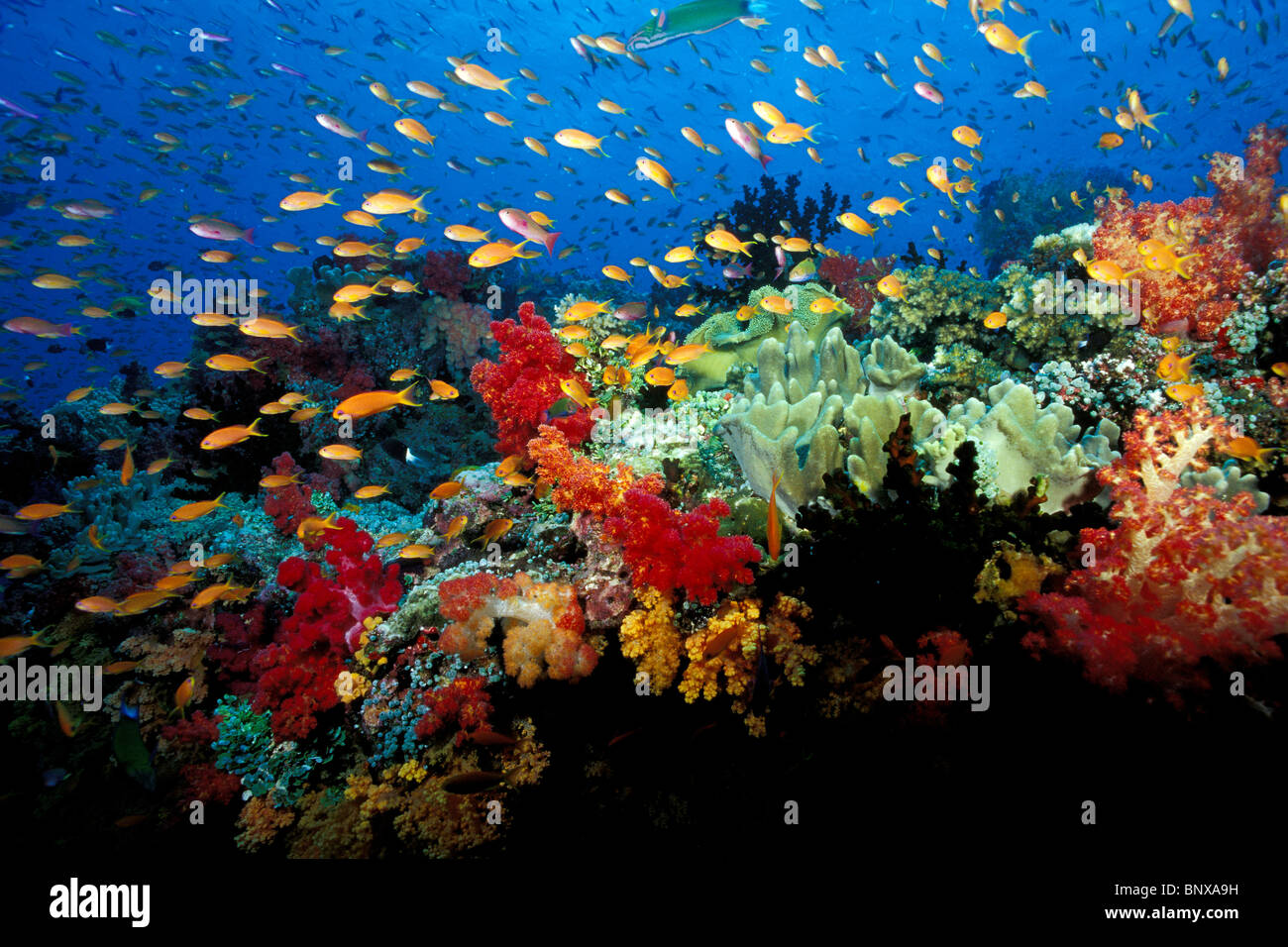 Tropical coral reef, Fiji, Pacific Ocean Stock Photo - Alamy