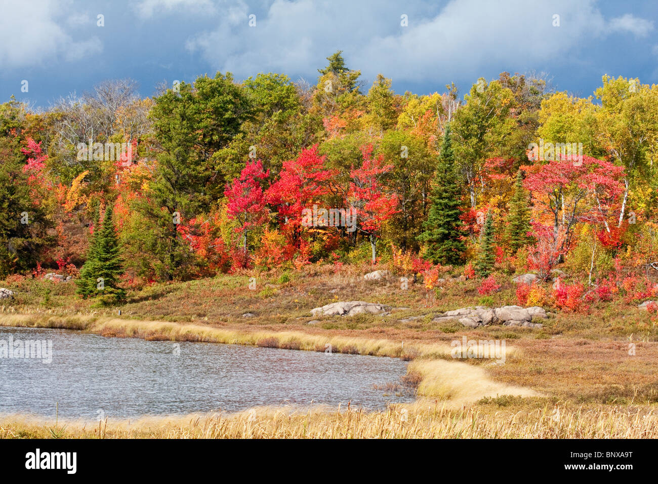 Canada forests hi-res stock photography and images - Alamy