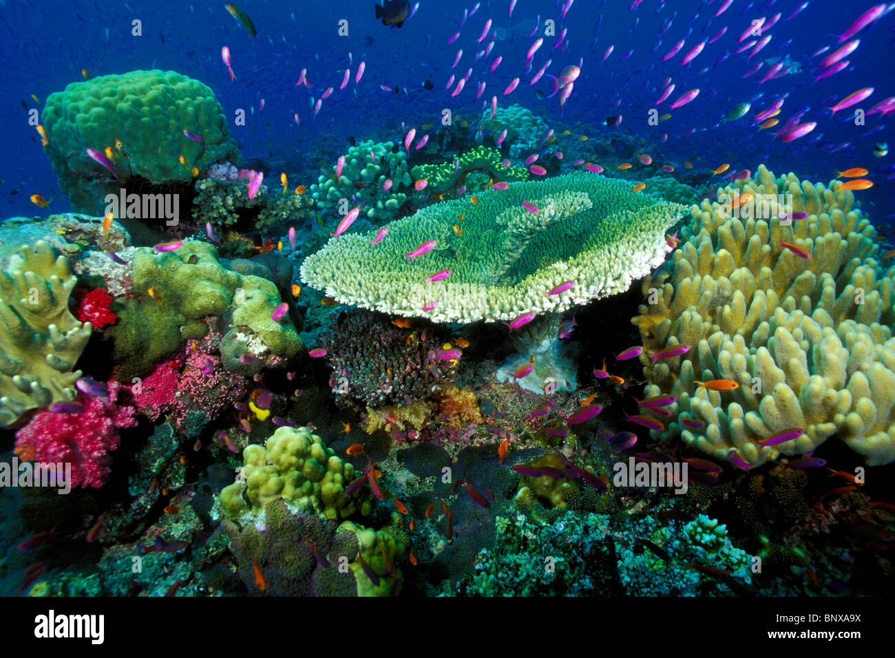 Tropical coral reef, Fiji, Pacific Ocean Stock Photo - Alamy