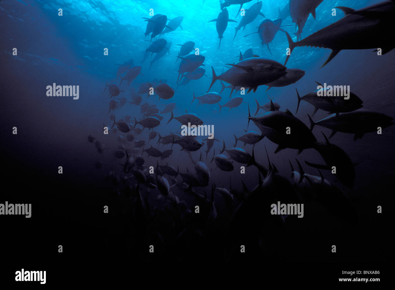 Yellowfin tuna, Thunnus albacares, Mexico, Pacific Ocean, captive Stock ...