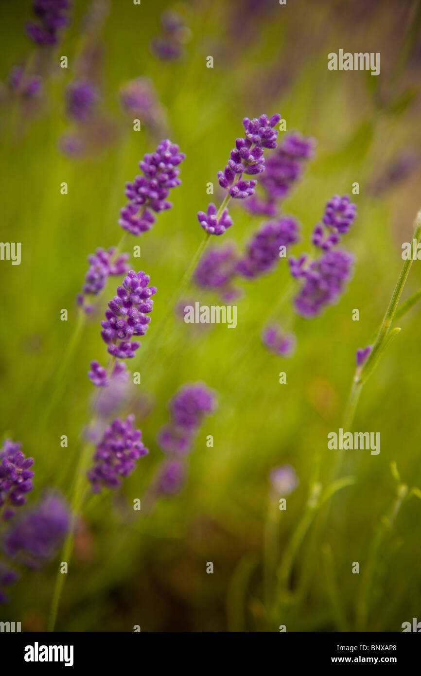 Lavender plant, Kent, England Stock Photo - Alamy