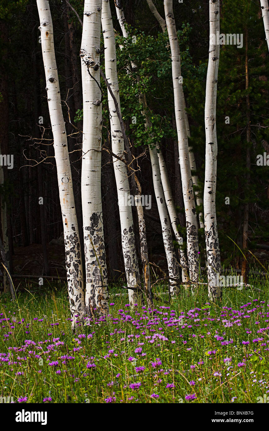 Aspen field hi-res stock photography and images - Alamy