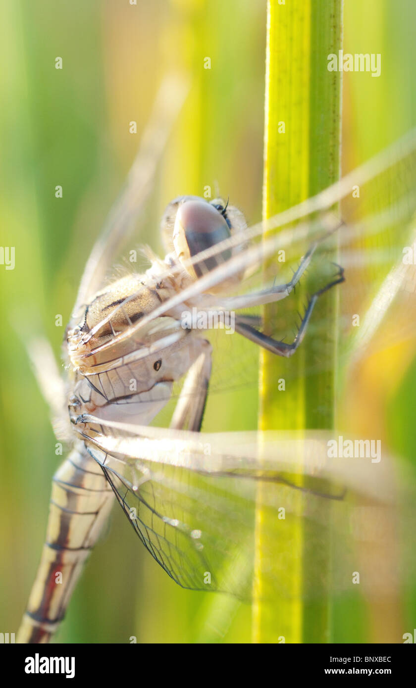 newly hatched dragonfly waits for the sun to warm its wings Stock Photo ...