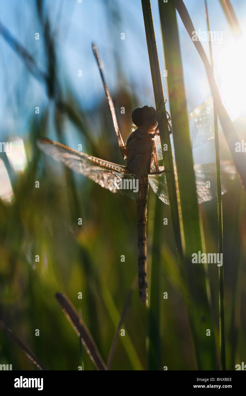 newly hatched dragonfly waits for the sun to warm its wings Stock Photo ...