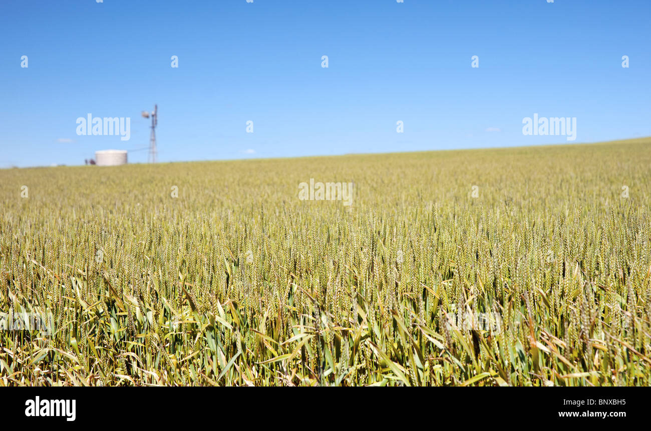windmill in field of wheat landscape Stock Photo - Alamy
