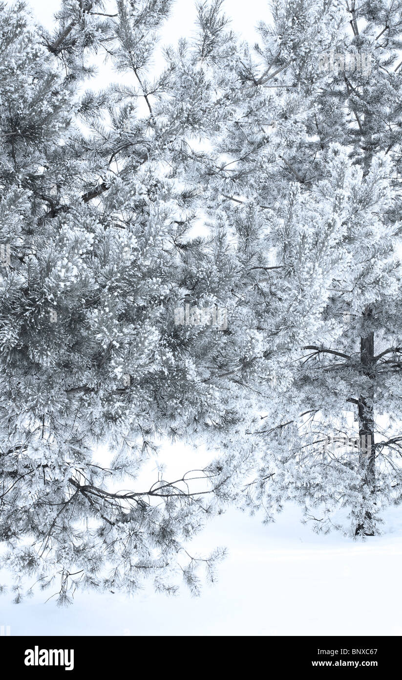 trees in the woods covered with frost Stock Photo - Alamy