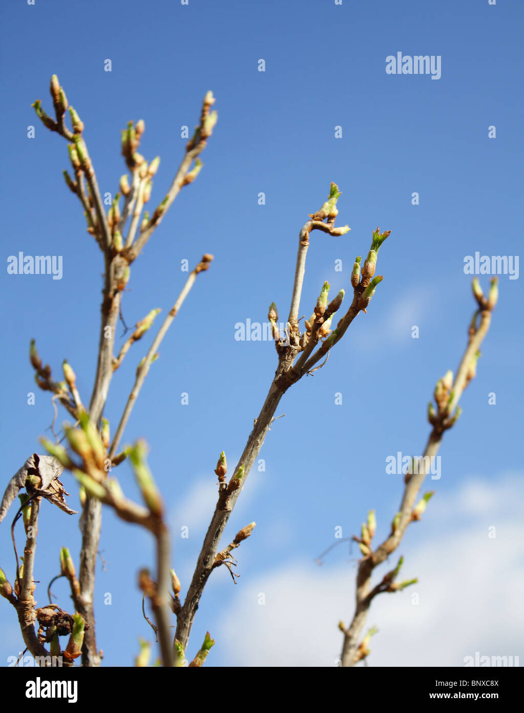 Swollen buds hi-res stock photography and images - Alamy