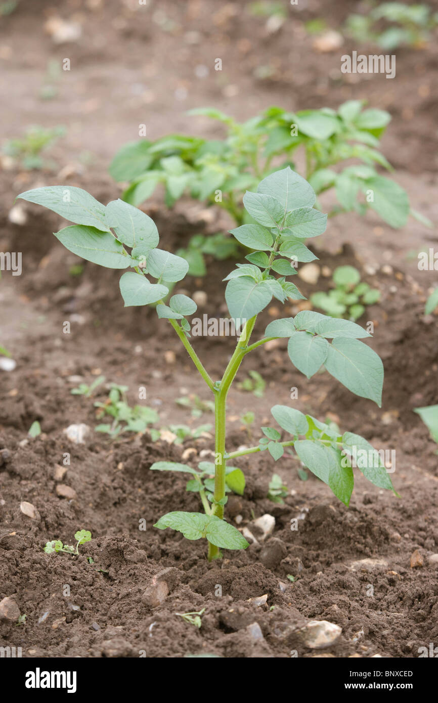 Genetically modified hi-res stock photography and images - Alamy