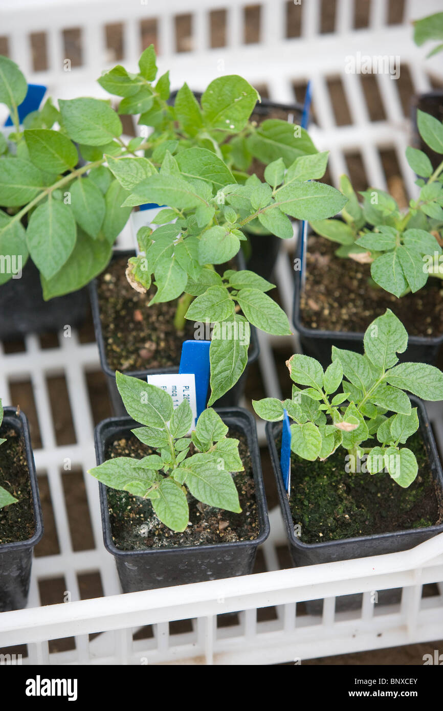 Genetically modified hi-res stock photography and images - Alamy