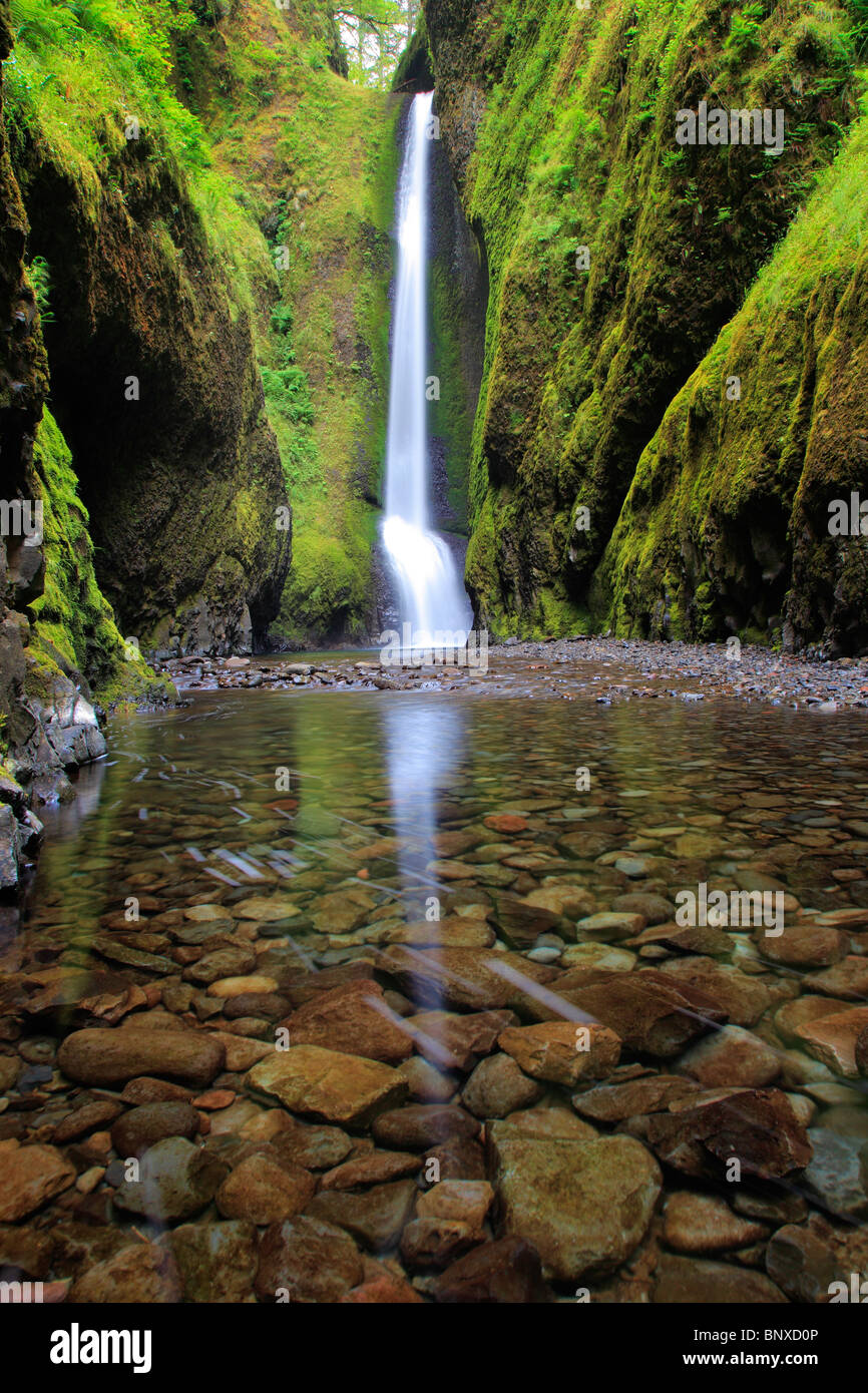 Lower Oneonta Falls in Oneonta Gorge is in the Columbia River Gorge, Oregon Stock Photo - Alamy