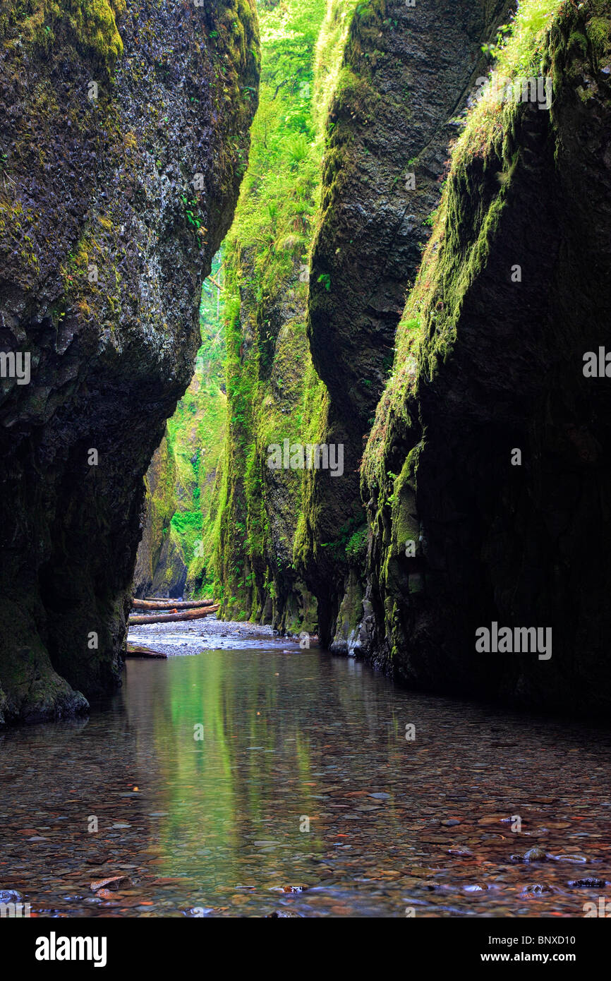 The Oneonta Gorge in the Columbia River Gorge, Oregon Stock Photo - Alamy
