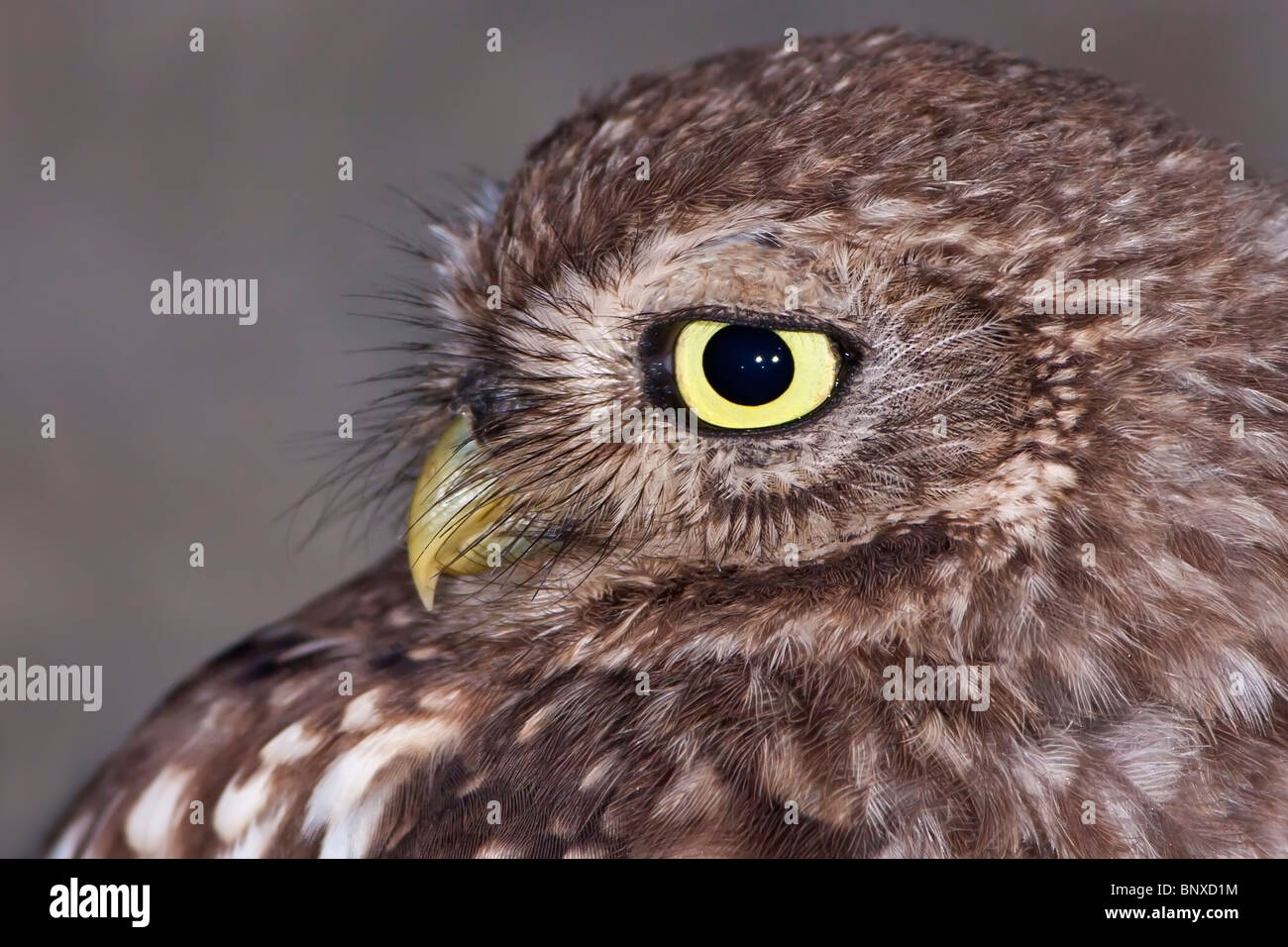 Owl fledgling hi-res stock photography and images - Alamy