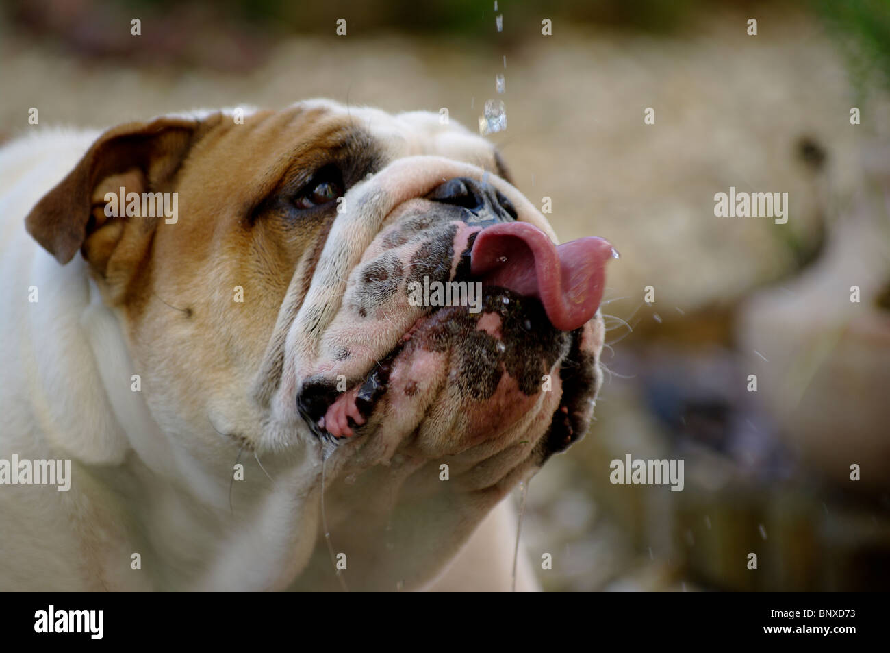 British bulldog hi-res stock photography and images - Alamy