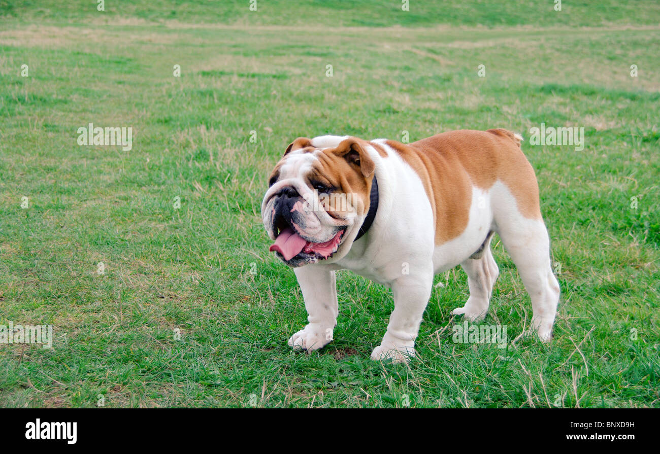 British bulldog hi-res stock photography and images - Alamy