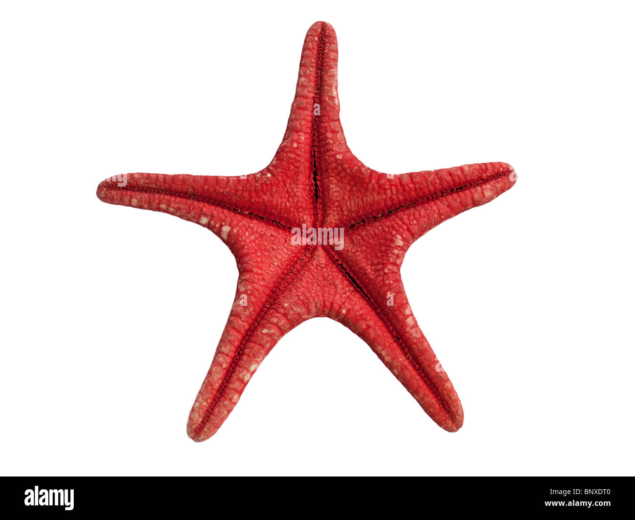 Marine fish white background Cut Out Stock Images & Pictures - Alamy