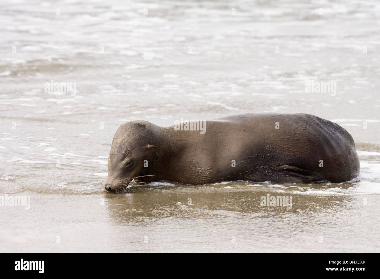Sick Sea Lion Beaching Itself Stock Photo - Alamy