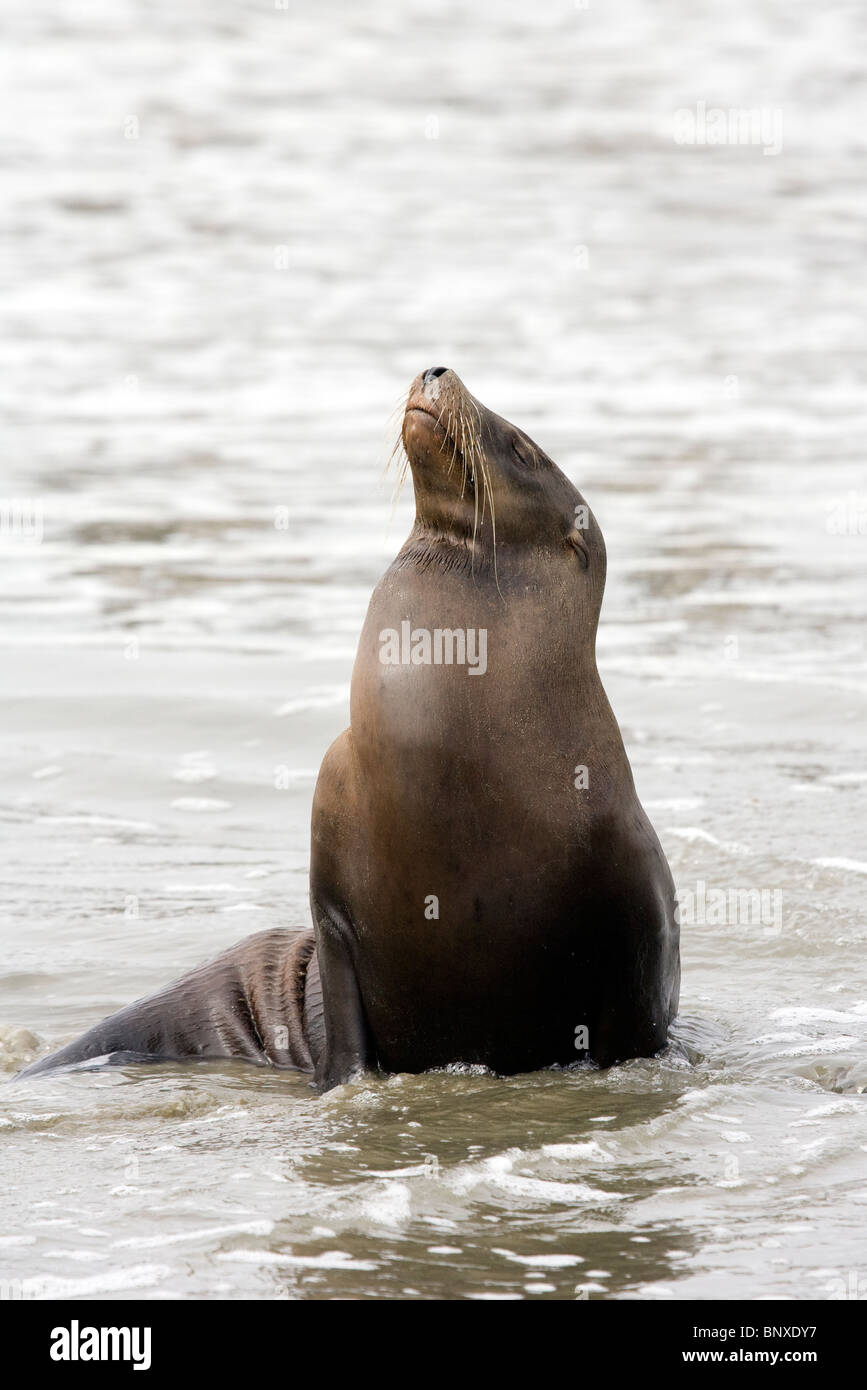 Sick Sea Lion Beaching Itself Stock Photo - Alamy