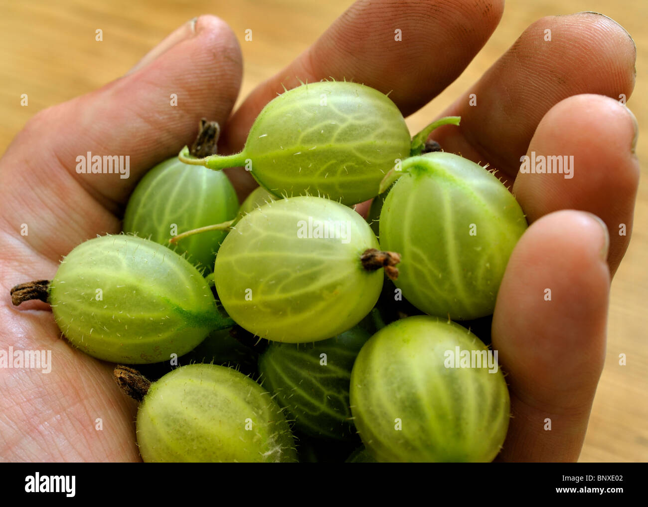 FRESH GOOSEBERRIES IN A MANS HAND Stock Photo - Alamy