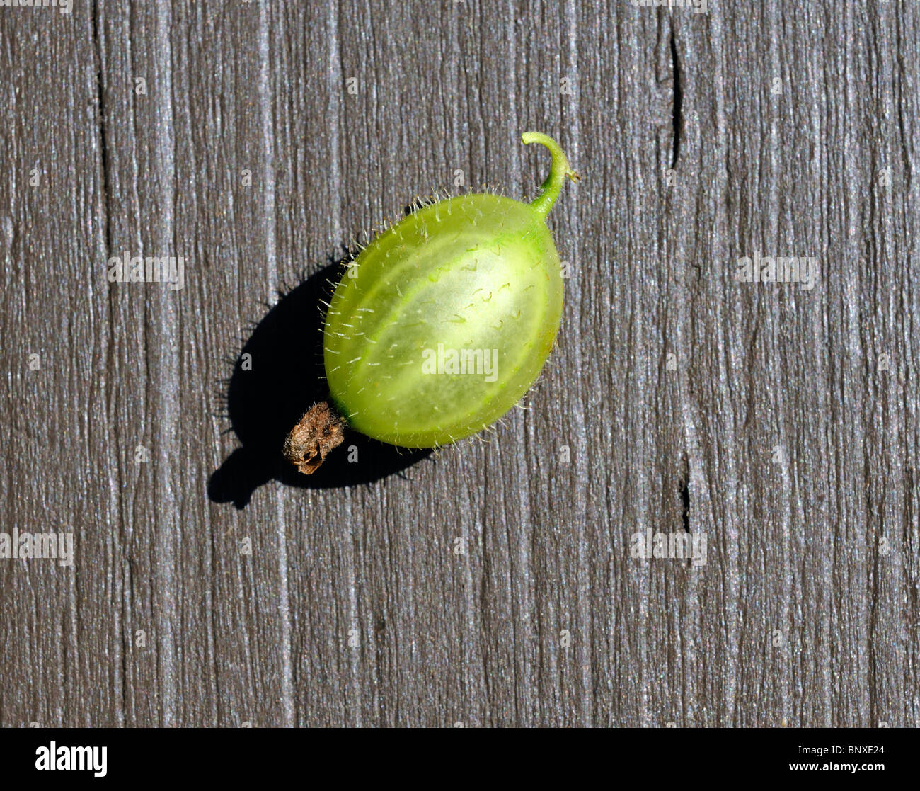 Gooseberry hi-res stock photography and images - Alamy