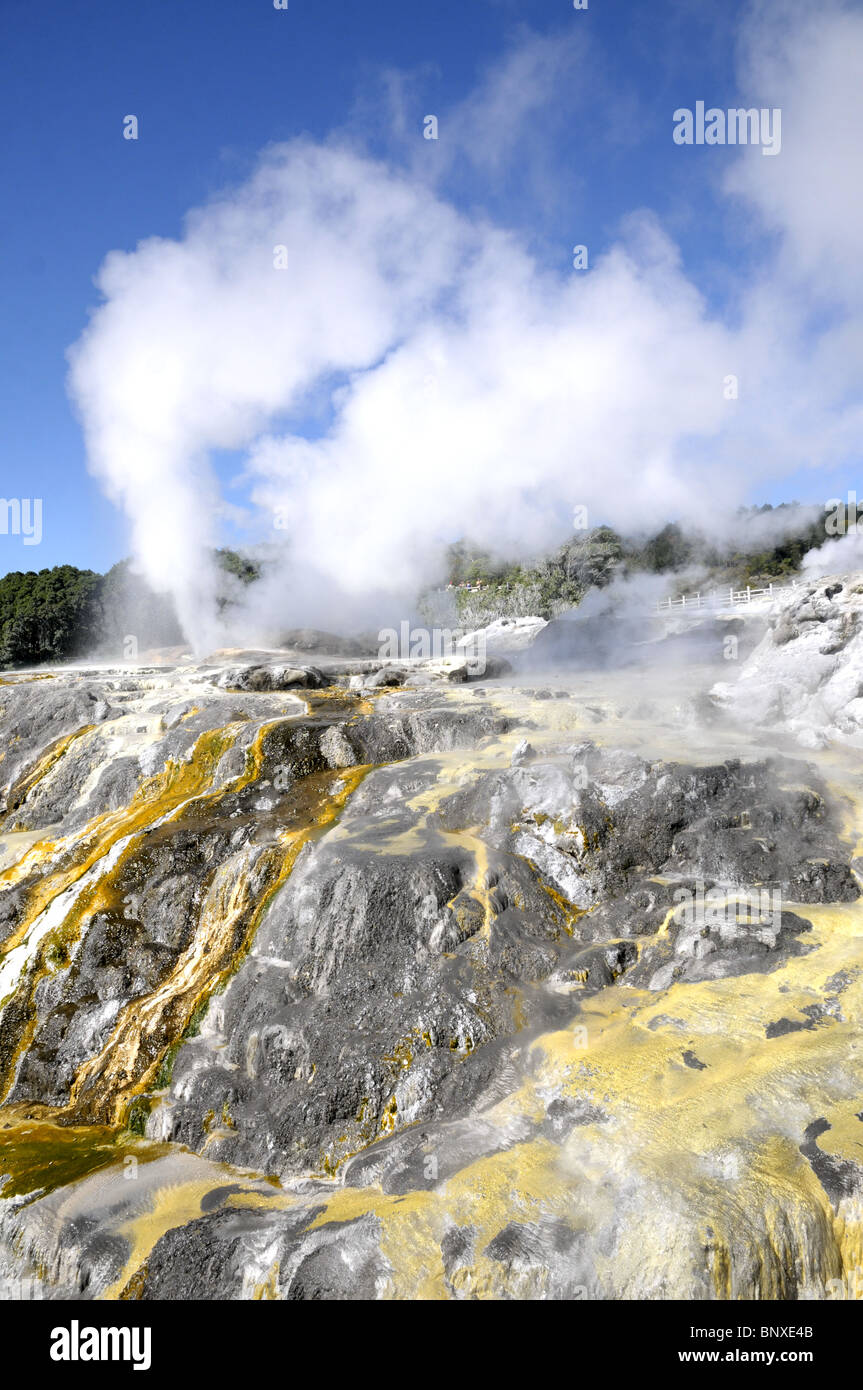 Rotorua geyser new zealand hi-res stock photography and images - Alamy