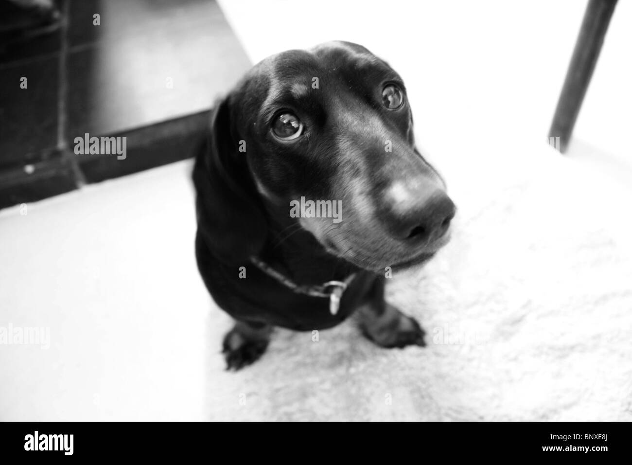 Black & white image of sausage dog Stock Photo - Alamy