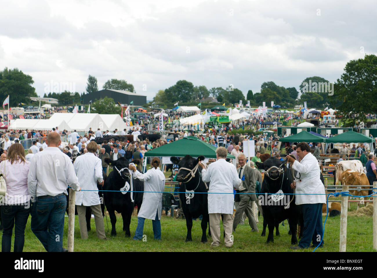 Cattle judging hi-res stock photography and images - Alamy