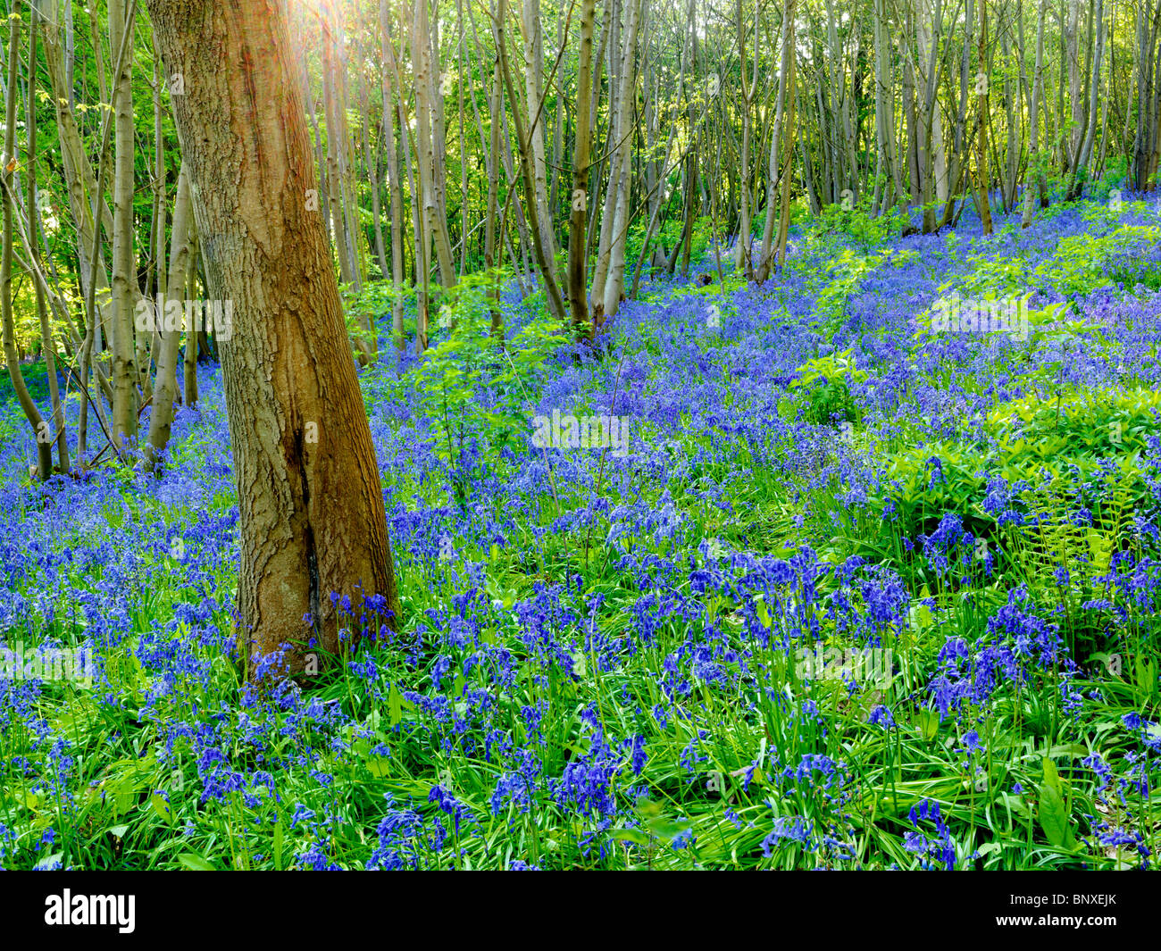 Bluebell Wood Kent Stock Photo - Alamy