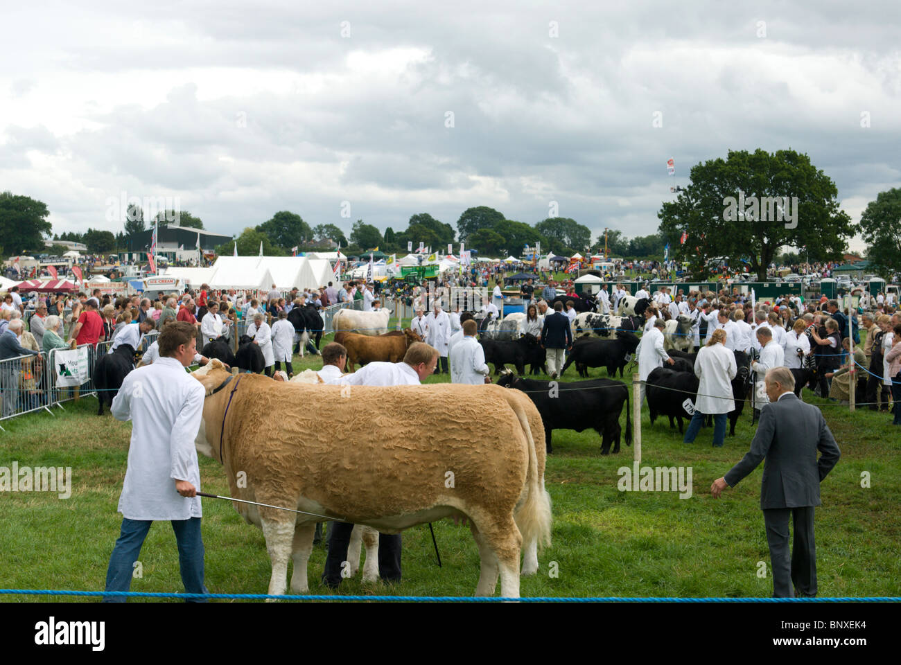Cattle judging and view of showground at a country show in Mid Devon ...