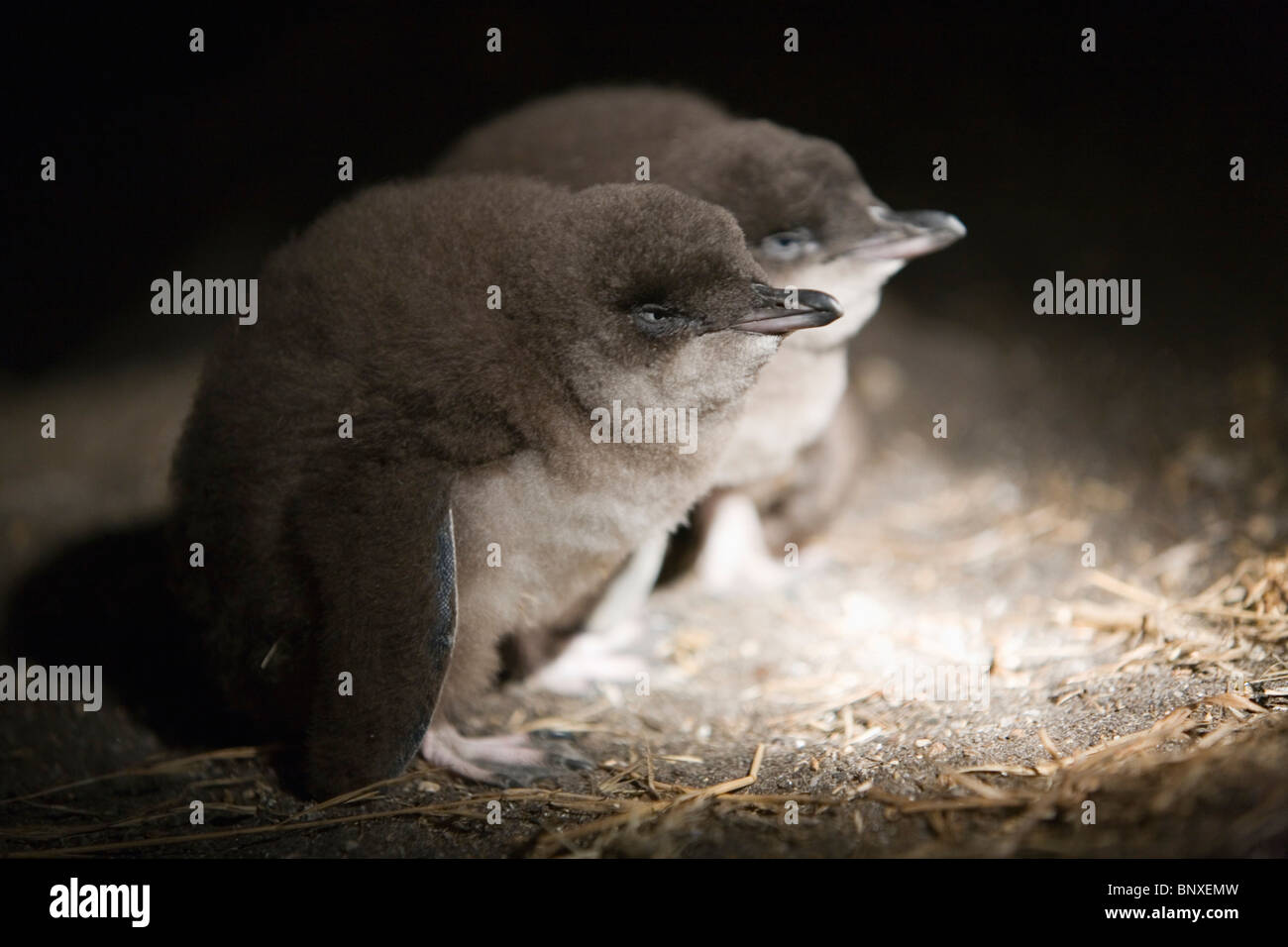 Baby Fairy penguins (Eudyptula minor). Redbill Beach, Bicheno, Tasmania ...